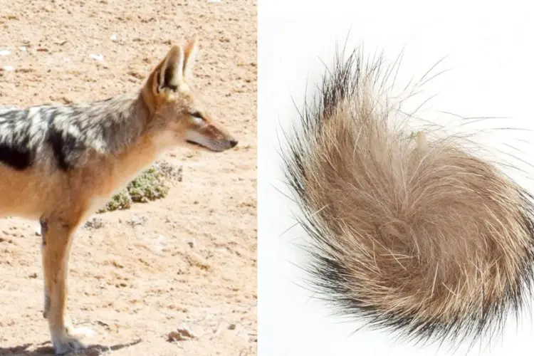 सियार सिंगी (Siyar Singhi) क्या है? सियार सिंगी के फायदे एवं नुकसान ...